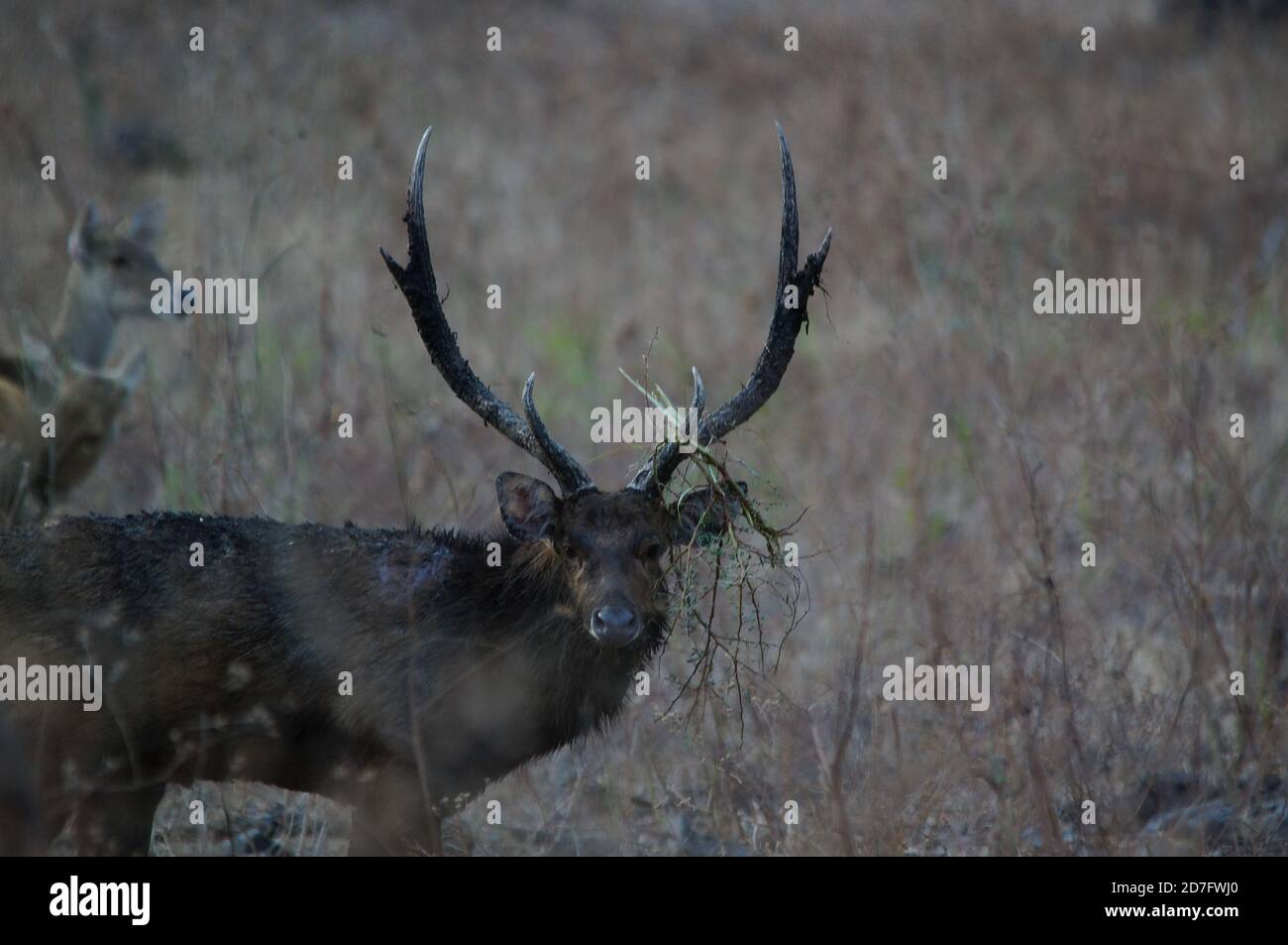 deer in forest, Javan rusa in Baluran National Park, Java, Indonesia ...