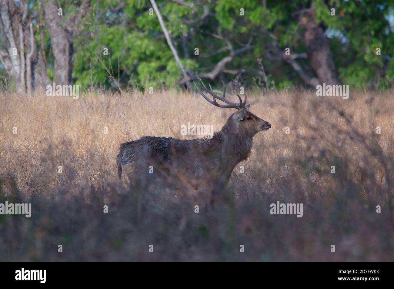 deer in forest, Javan rusa in Baluran National Park, Java, Indonesia ...