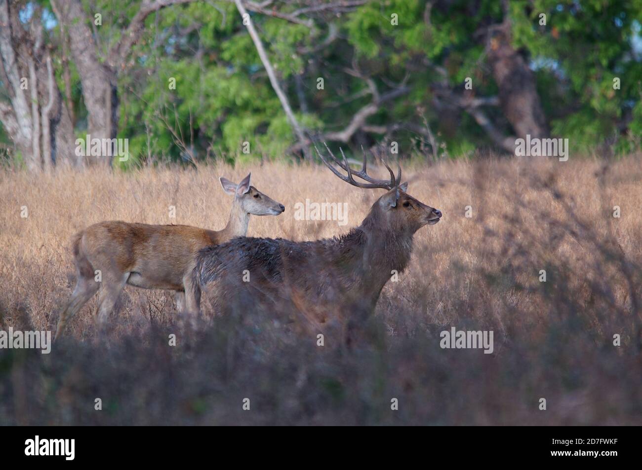 deer in forest, Javan rusa in Baluran National Park, Java, Indonesia ...