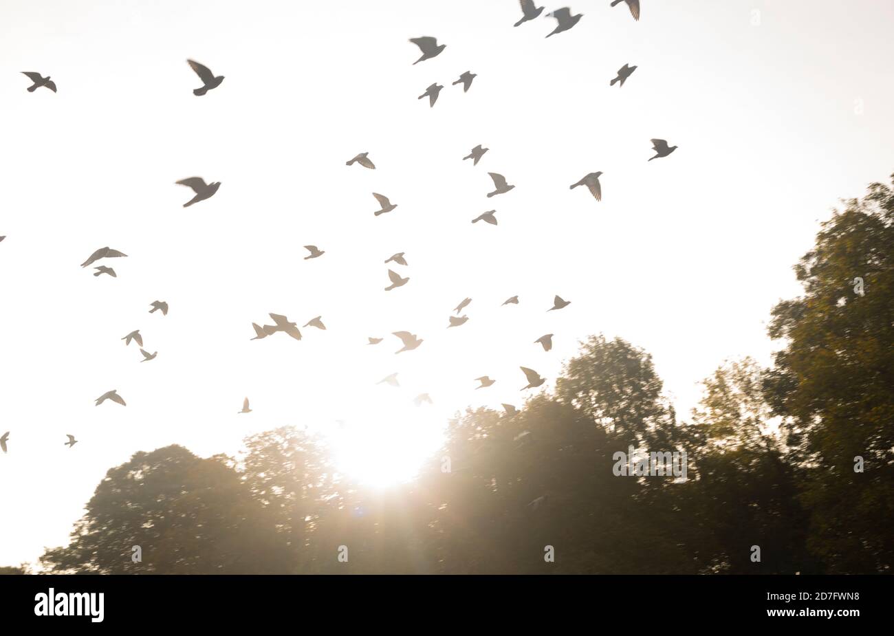 Pidgeons in flight Stock Photo - Alamy