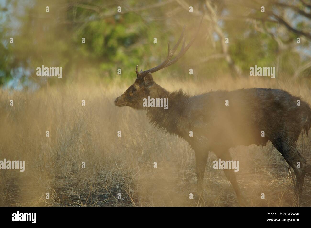 deer in forest, Javan rusa in Baluran National Park, Java, Indonesia ...