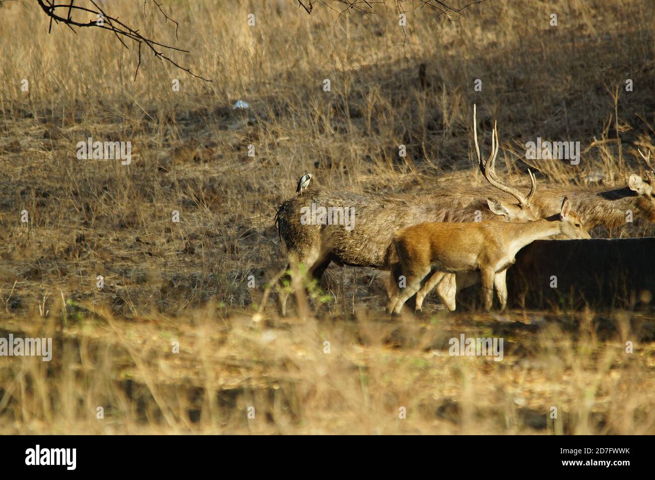 deer in forest, Javan rusa in Baluran National Park, Java, Indonesia ...