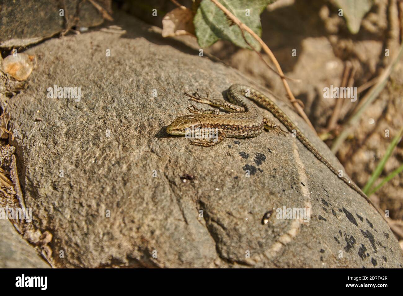 Lizard on a rock in the sun. Lizard on a wall Stock Photo - Alamy