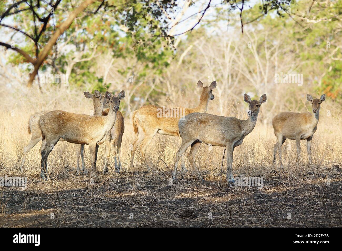 deer in forest, Javan rusa in Baluran National Park, Java, Indonesia ...