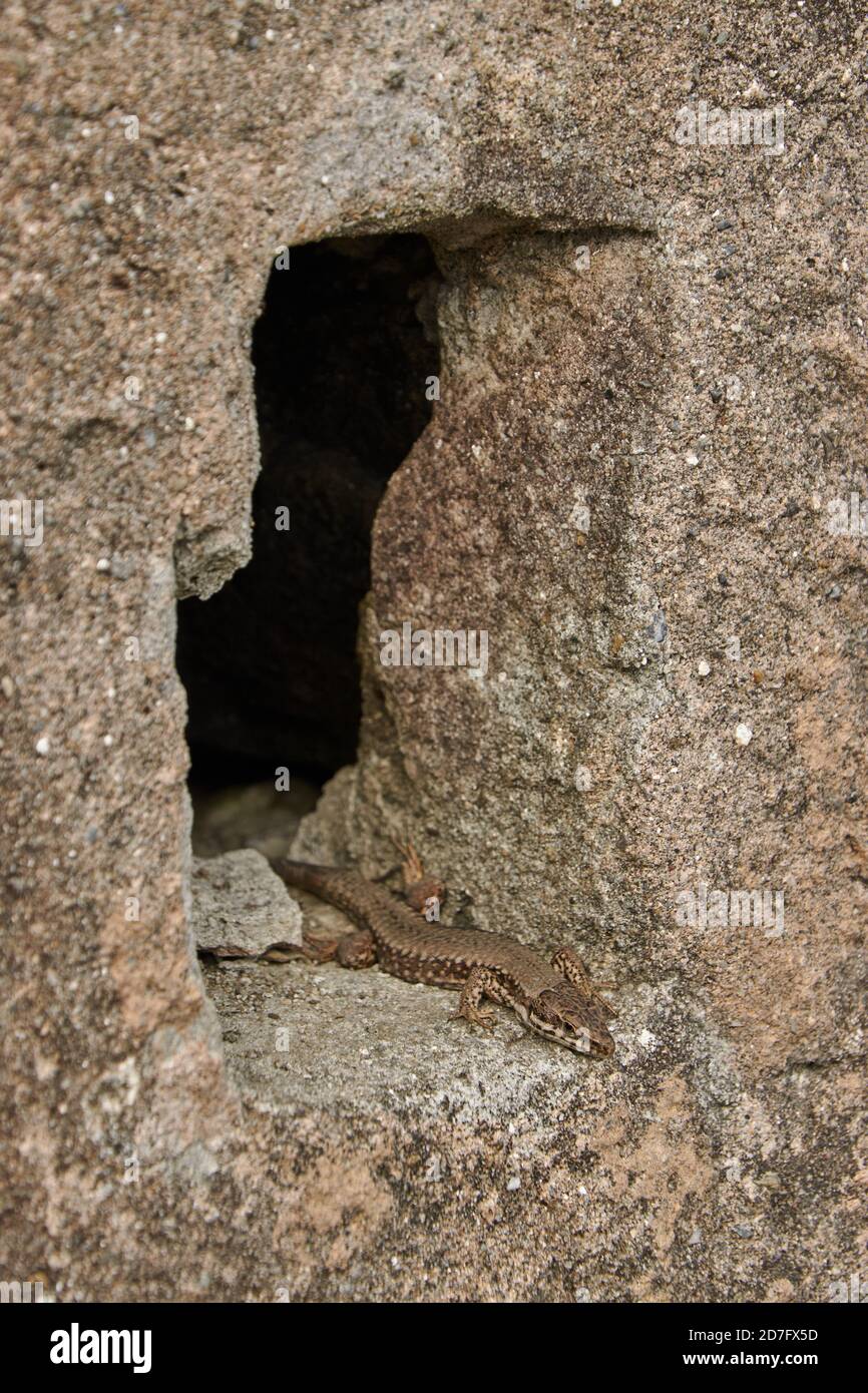 Lizard on a rock in the sun. Lizard on a wall Stock Photo - Alamy