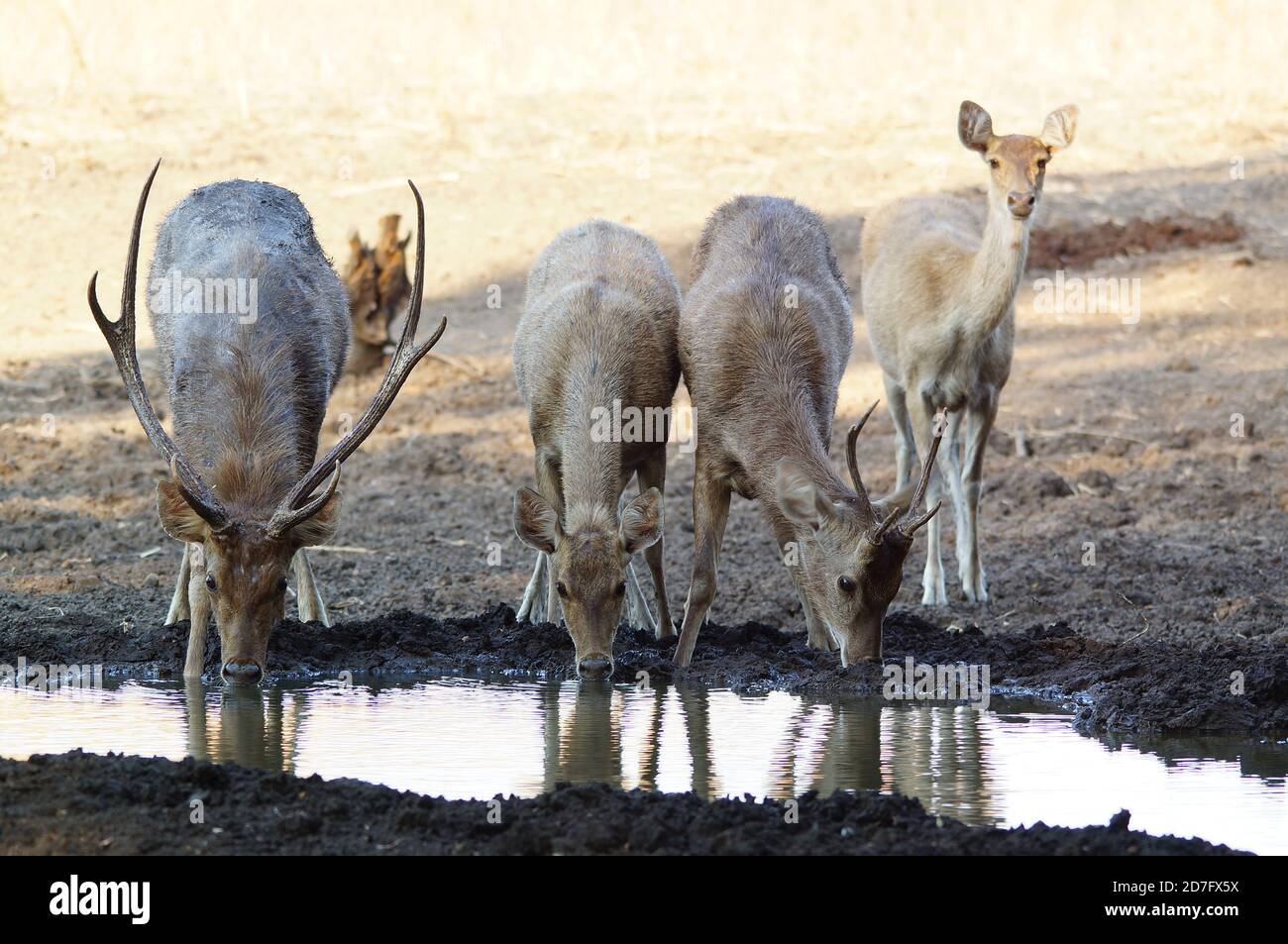 deer in forest, Javan rusa in Baluran National Park, Java, Indonesia ...
