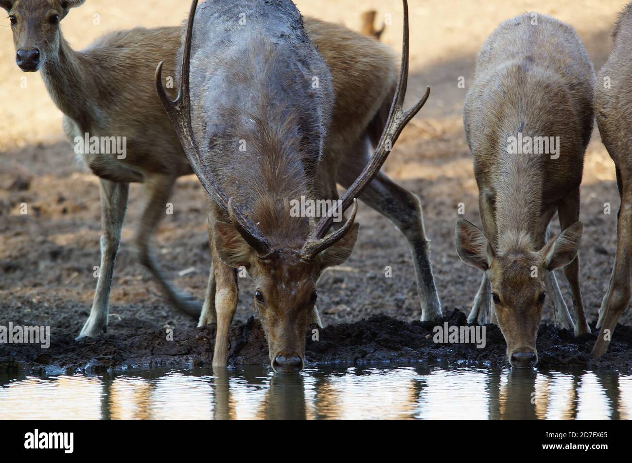 deer in forest, Javan rusa in Baluran National Park, Java, Indonesia ...