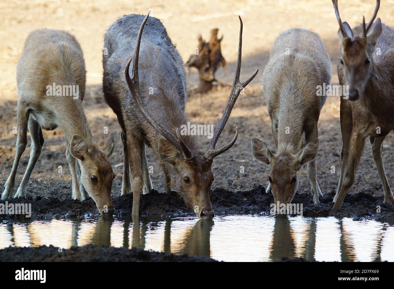 deer in forest, Javan rusa in Baluran National Park, Java, Indonesia ...