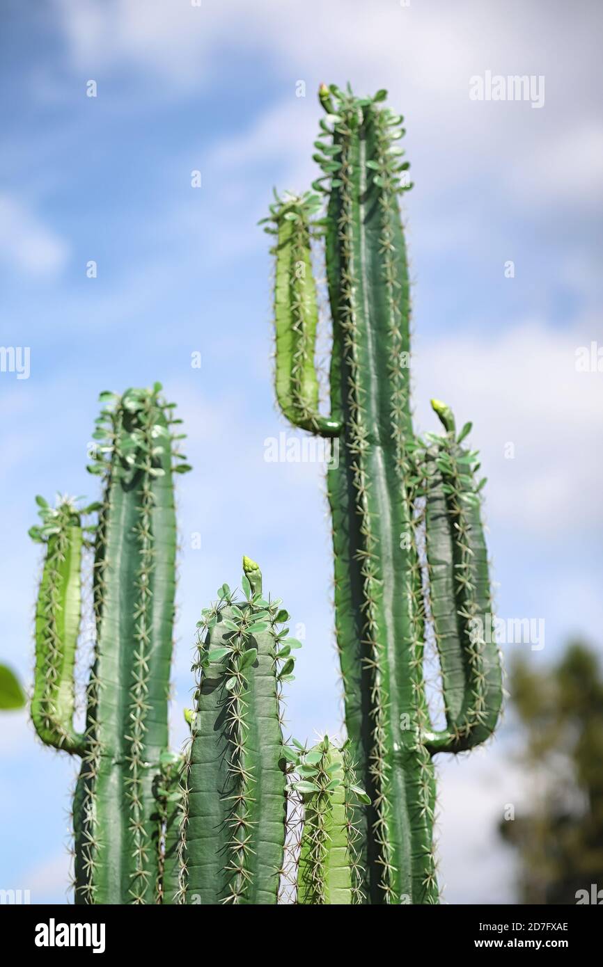 A tall cactus against the sky. Green cactus in summer Stock Photo - Alamy