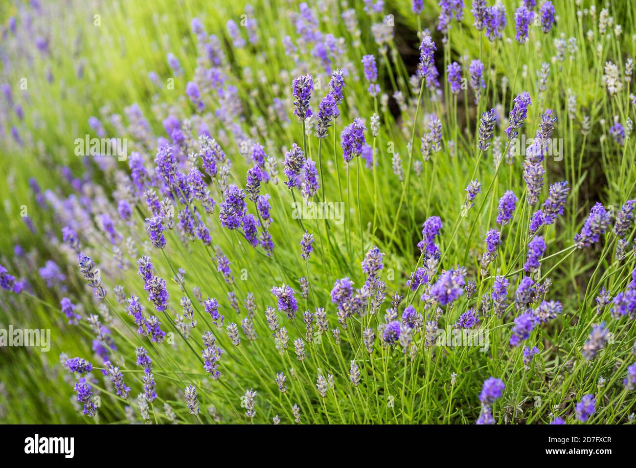 Full bloom lavender colour hi-res stock photography and images - Alamy