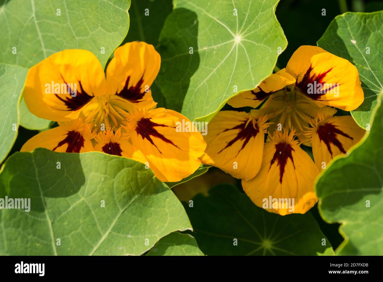 Yellow canary creeper or canarybird flower with dense foliage Stock ...