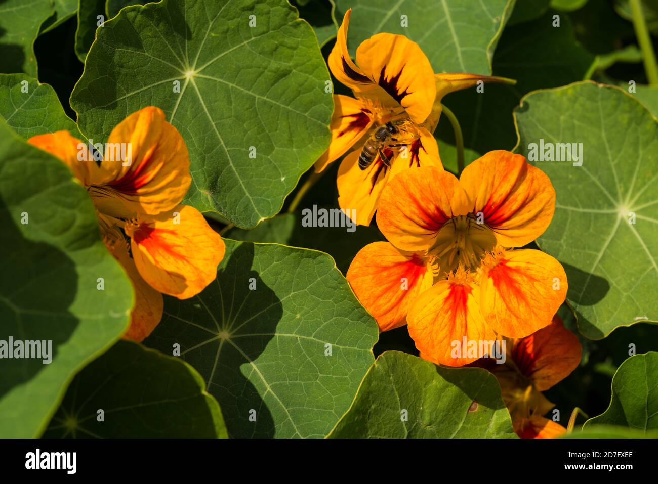 Yellow canary creeper or canarybird flower with dense foliage ...