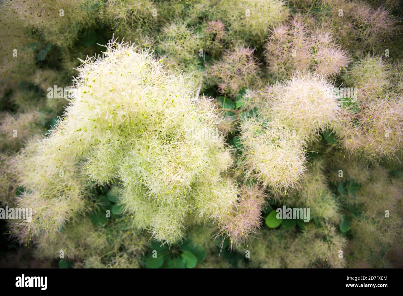 Smokebruch hi-res stock photography and images - Alamy