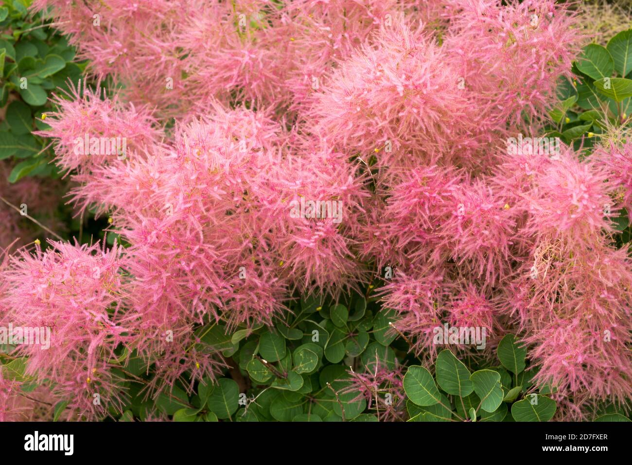 The smoketree or smokebrush in summer is a beautiful sight Stock Photo ...