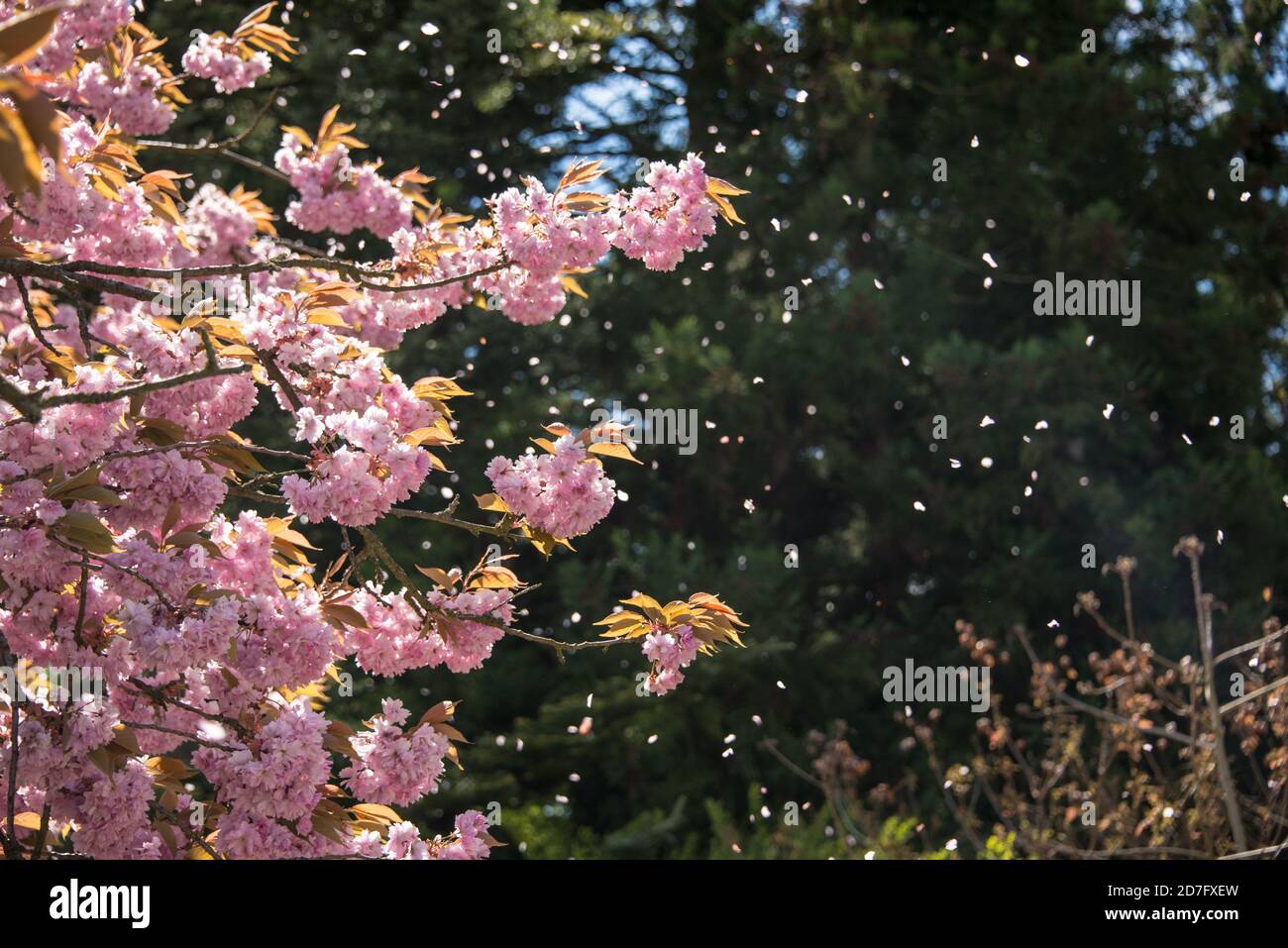 Flight of the petals: Cherry blossoms in spring blown away by the wind ...