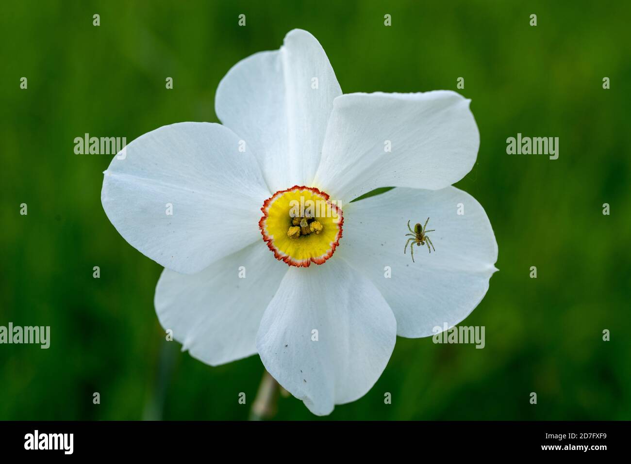 A white daffodil is visited by a little spider Stock Photo - Alamy