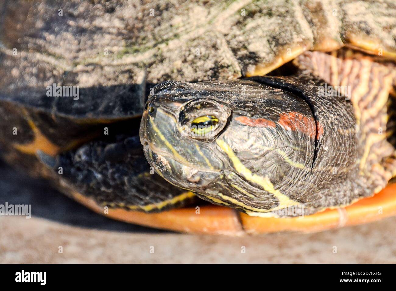 Trachemys Scripta Elegans Tortoise Stock Photo - Alamy