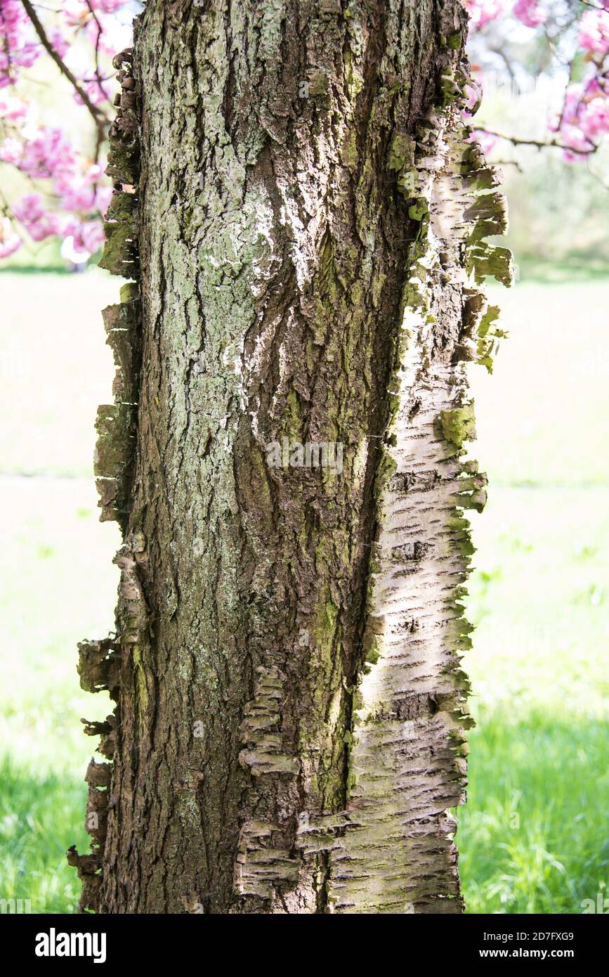 Rough bark of a Japanese cherry tree Stock Photo - Alamy