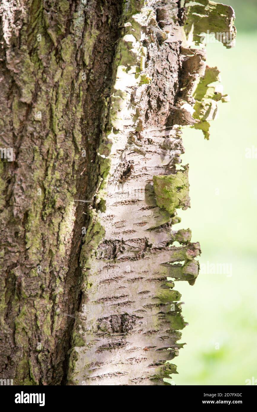 Cherry Tree Bark High Resolution Stock Photography and Images - Alamy