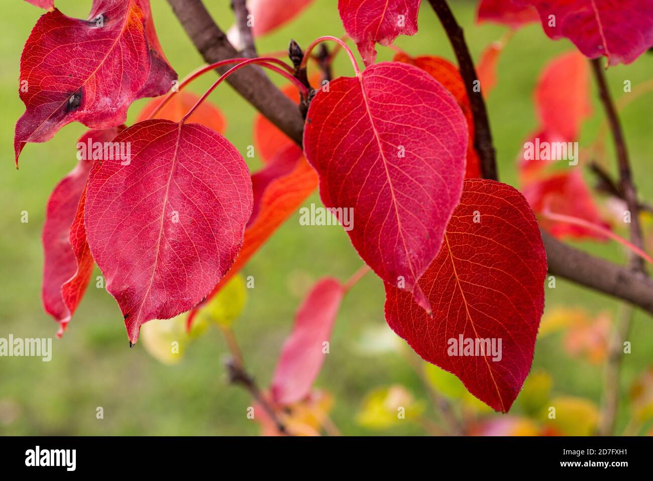 Autumn colours, leaves of a pear-tree Stock Photo - Alamy