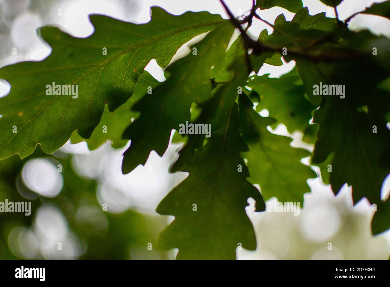Irish Oak High Resolution Stock Photography and Images - Alamy