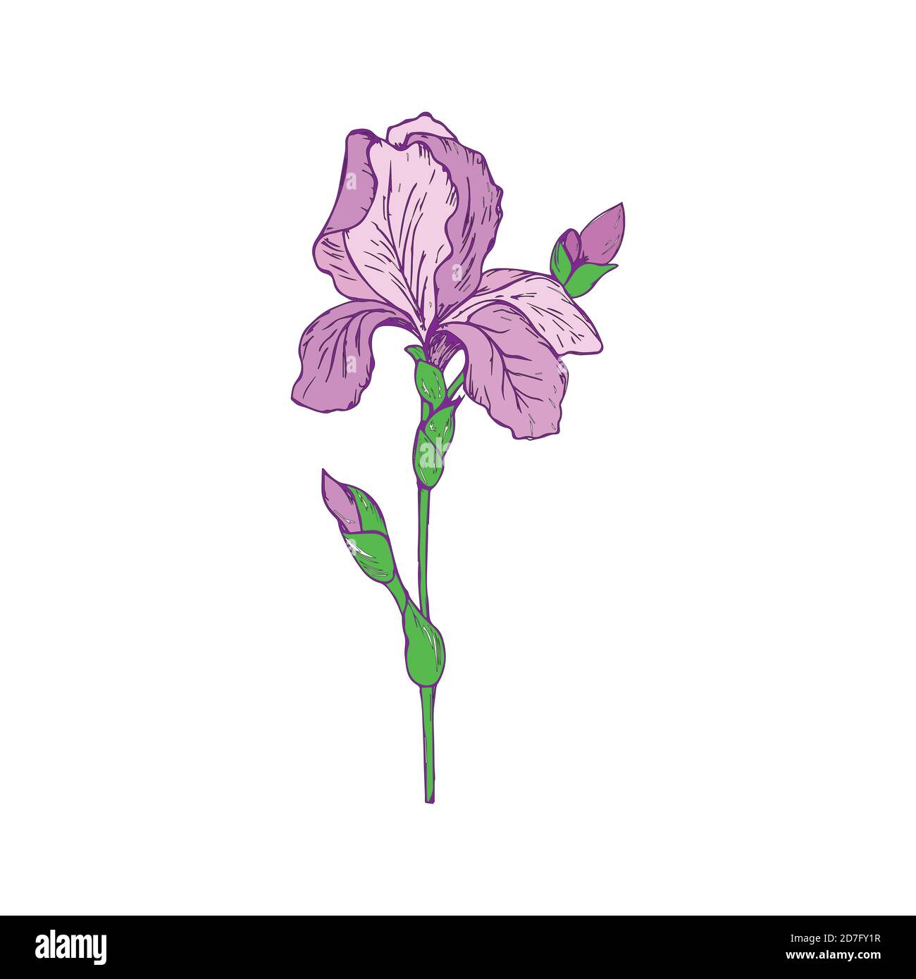 Spring flowering iris Stock Vector Images - Alamy