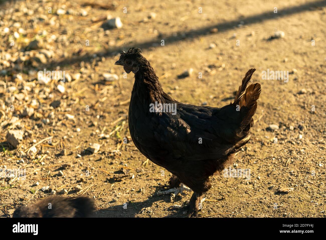Purebred chickens hi-res stock photography and images - Alamy