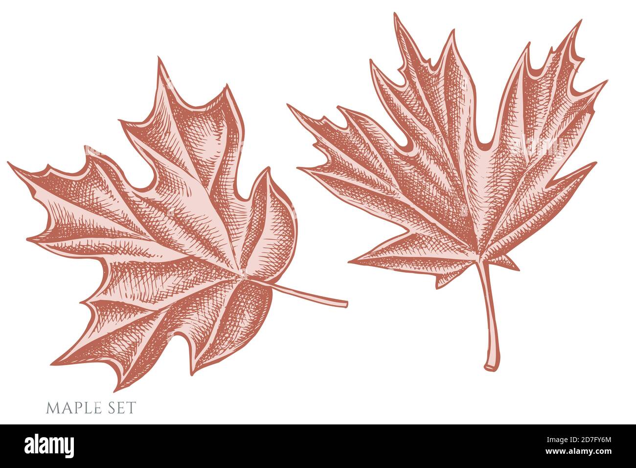Red detailed maple tree Cut Out Stock Images & Pictures - Alamy