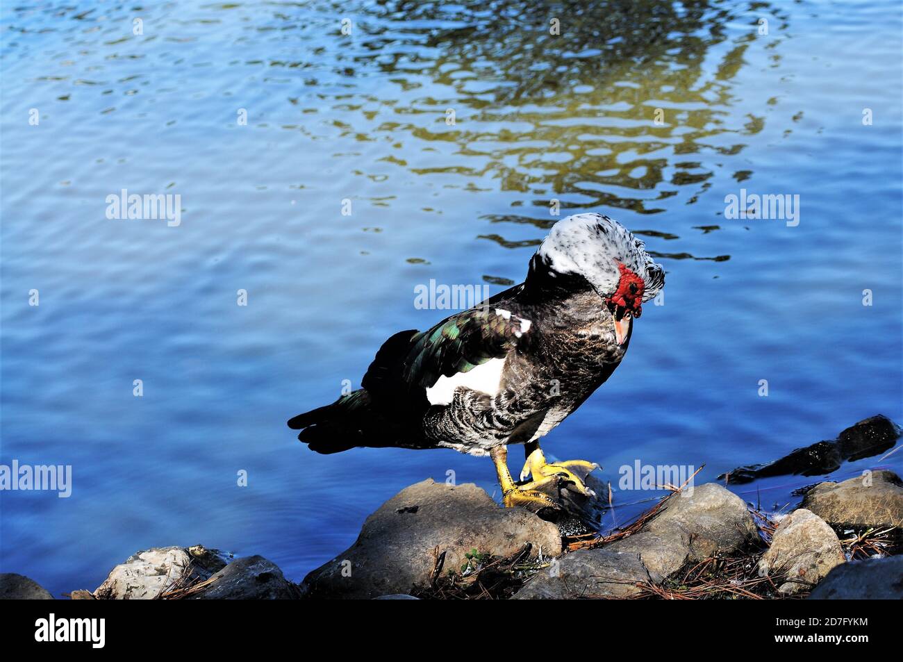 A muscovy drake duck preening Stock Photo - Alamy