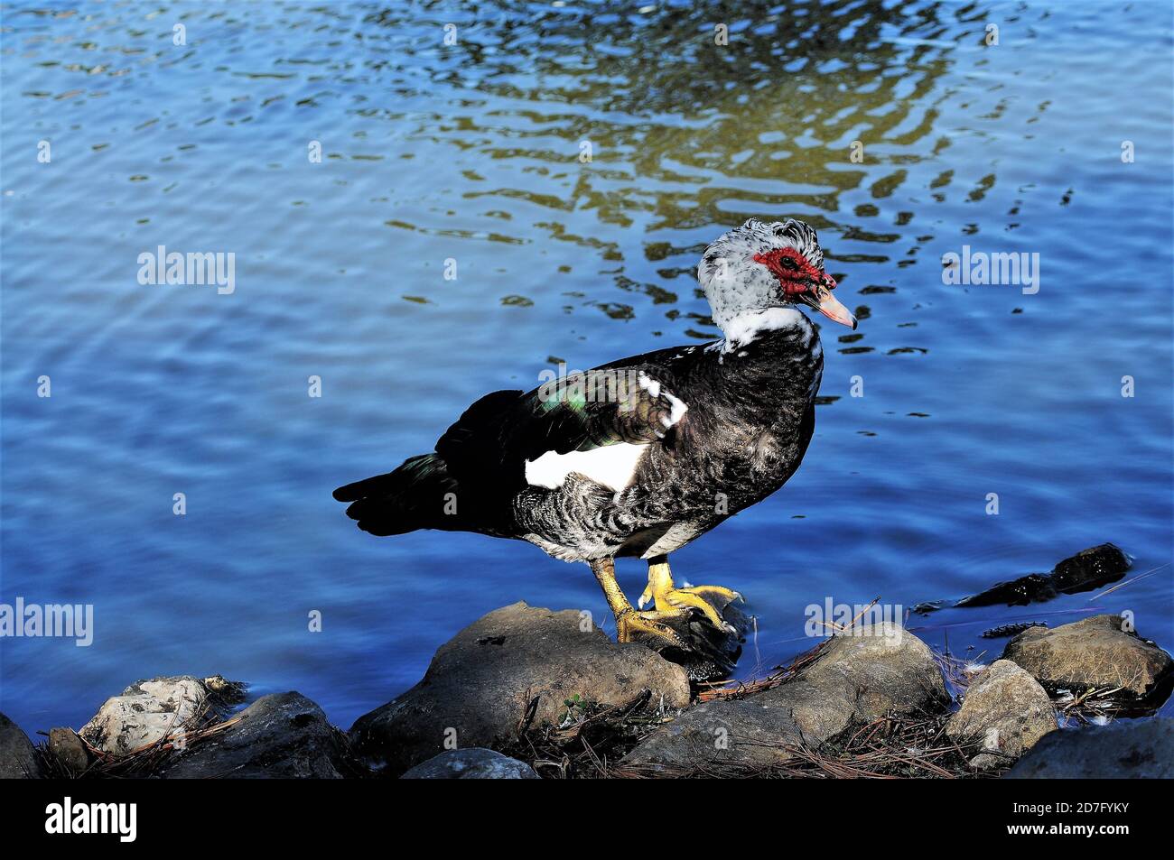 A muscovy drake duck preening Stock Photo - Alamy