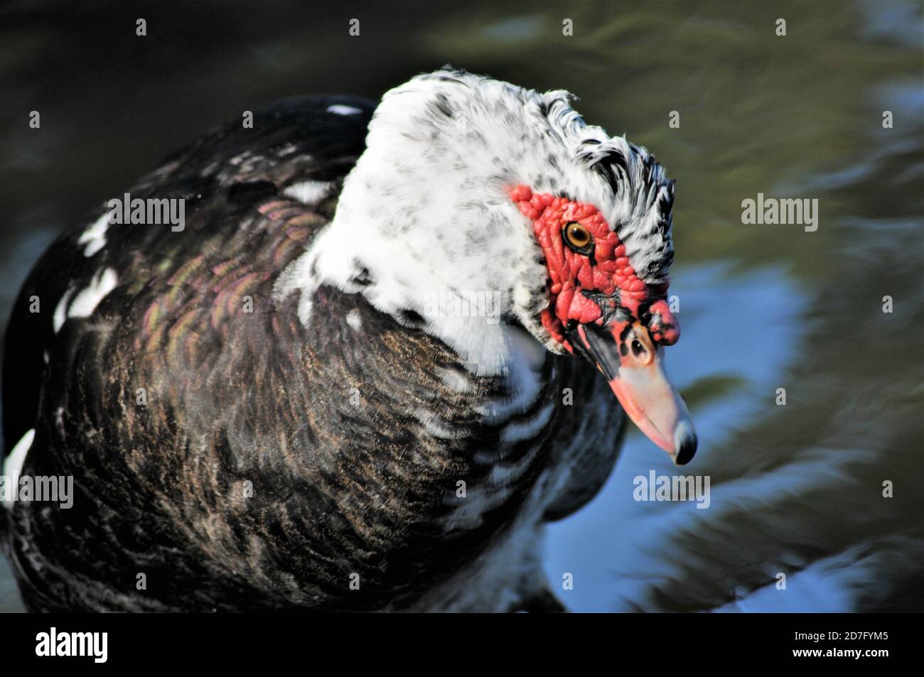 A muscovy drake duck preening Stock Photo - Alamy