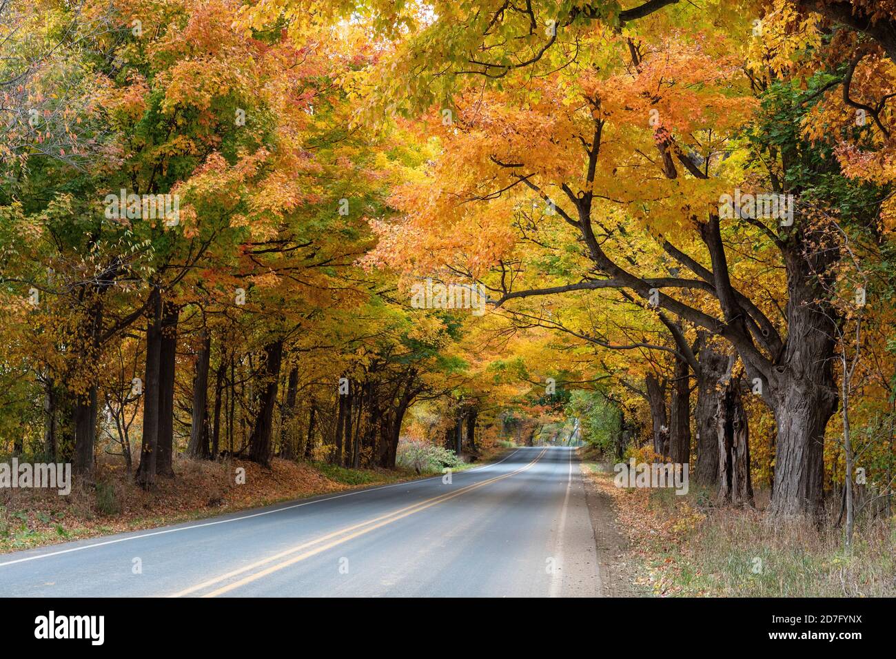 Autumn scene, Michigan, USA, by James D Coppinger/Dembinsky Photo Assoc ...