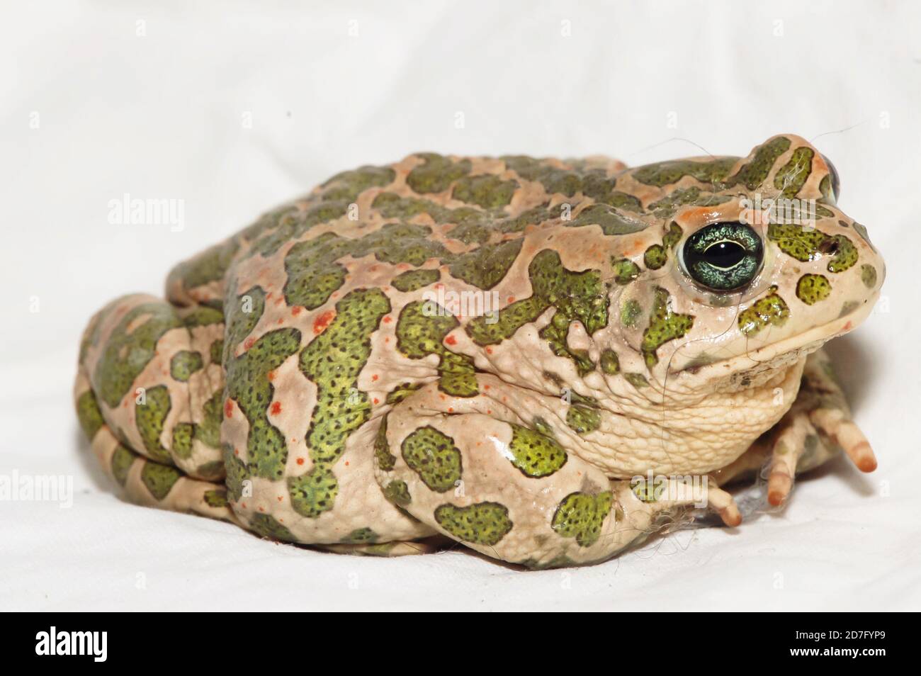 Common European Toad Stock Photo - Alamy