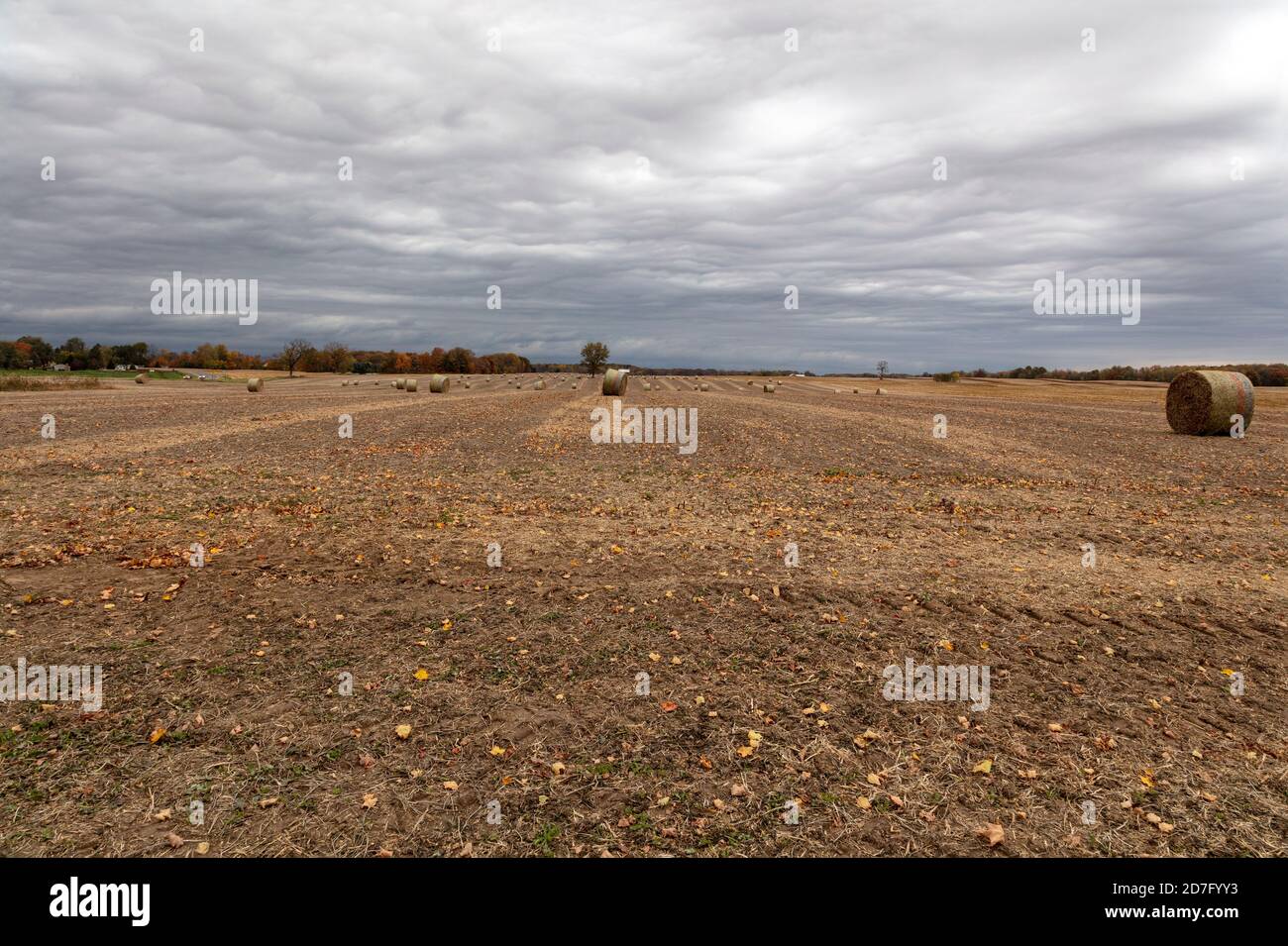 Harvested bales of hay, farm field, Michigan, USA, by James D Coppinger ...