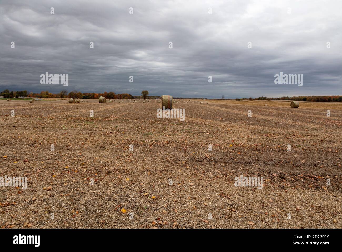 Harvested bales of hay, farm field, Michigan, USA, by James D Coppinger ...