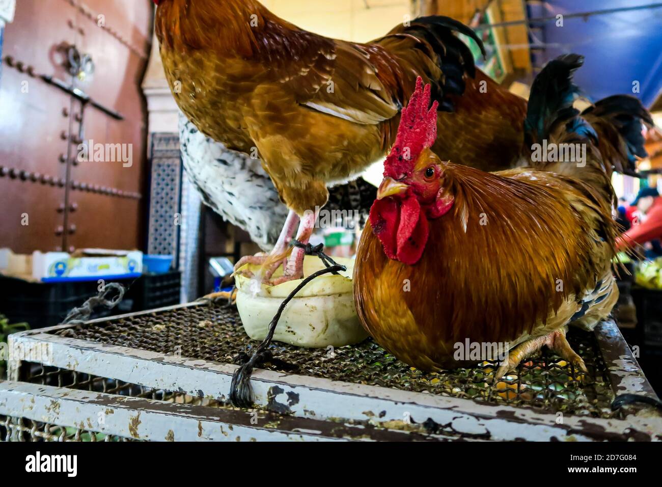 rooster on farm, photo as background Stock Photo - Alamy