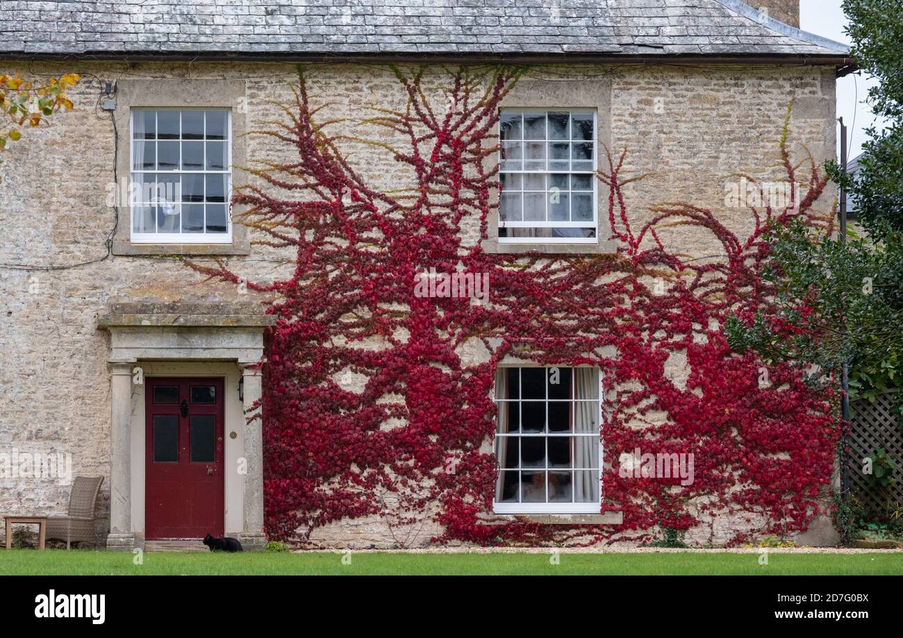 House with virginia creeper growing over it in the pretty village of ...
