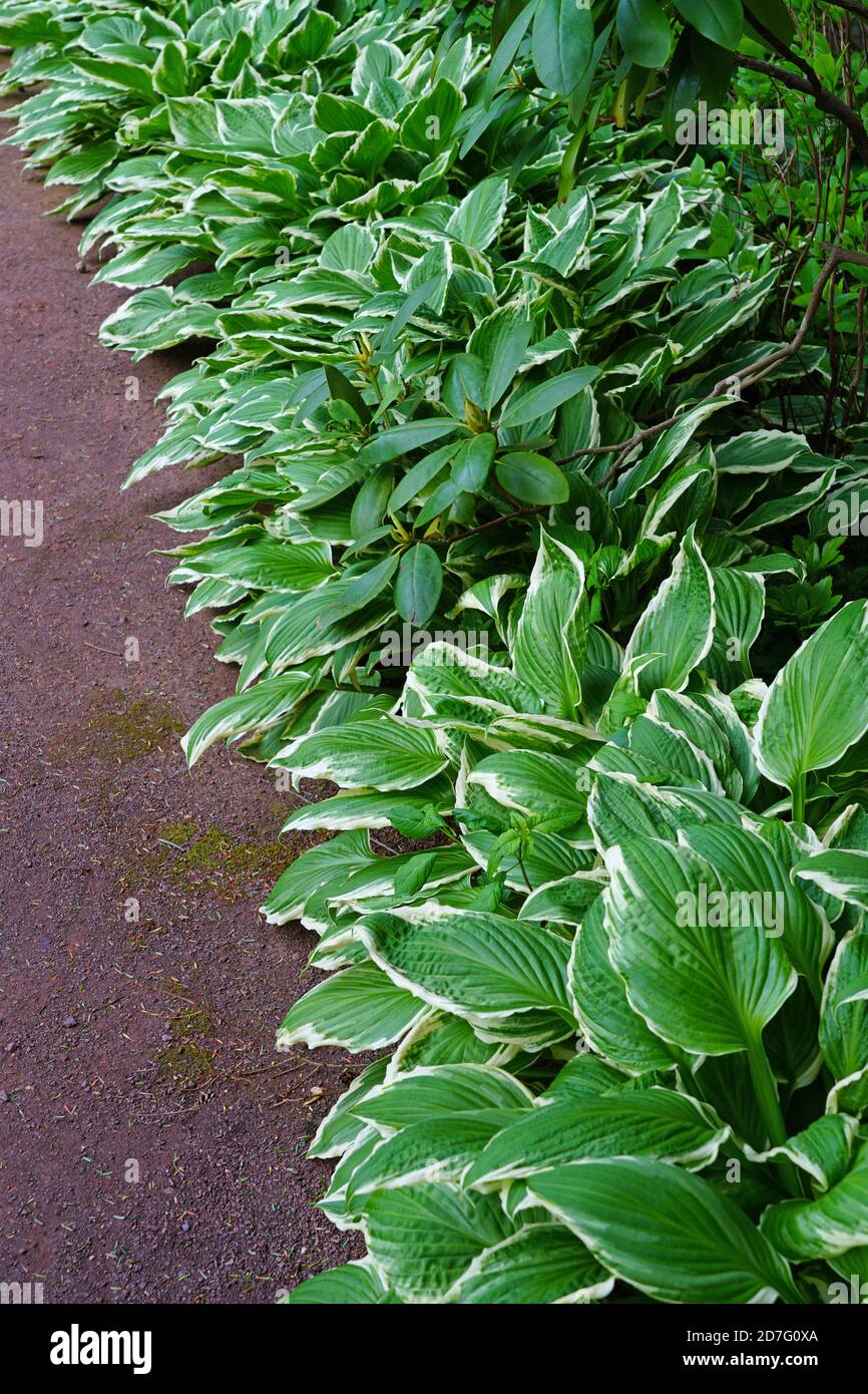 Border of green hosta plants in the shade garden Stock Photo - Alamy