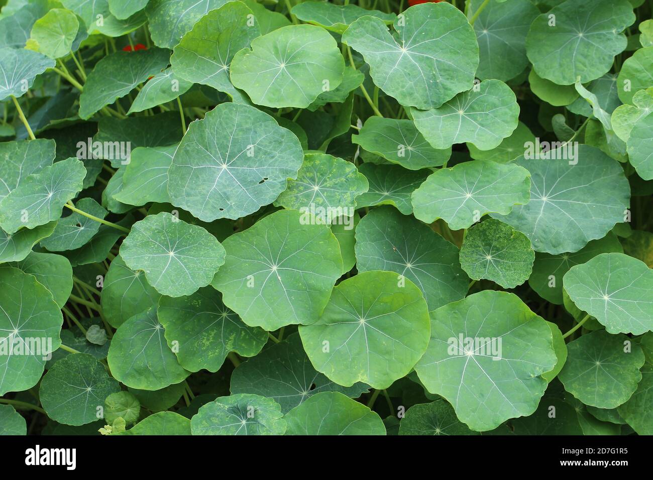 Centella park hi-res stock photography and images - Alamy