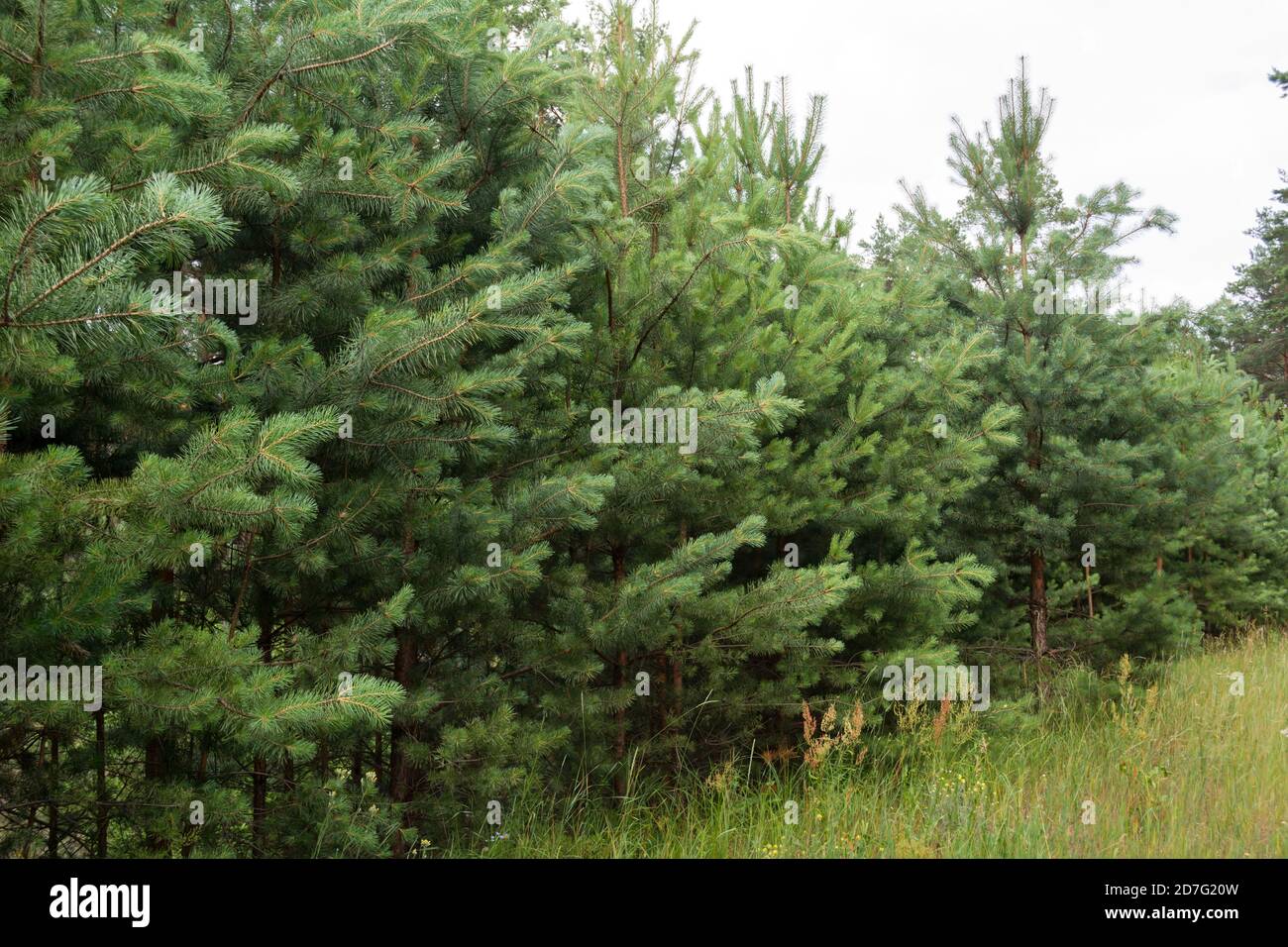 Young pine trees. Beautiful fluffy forest Stock Photo - Alamy