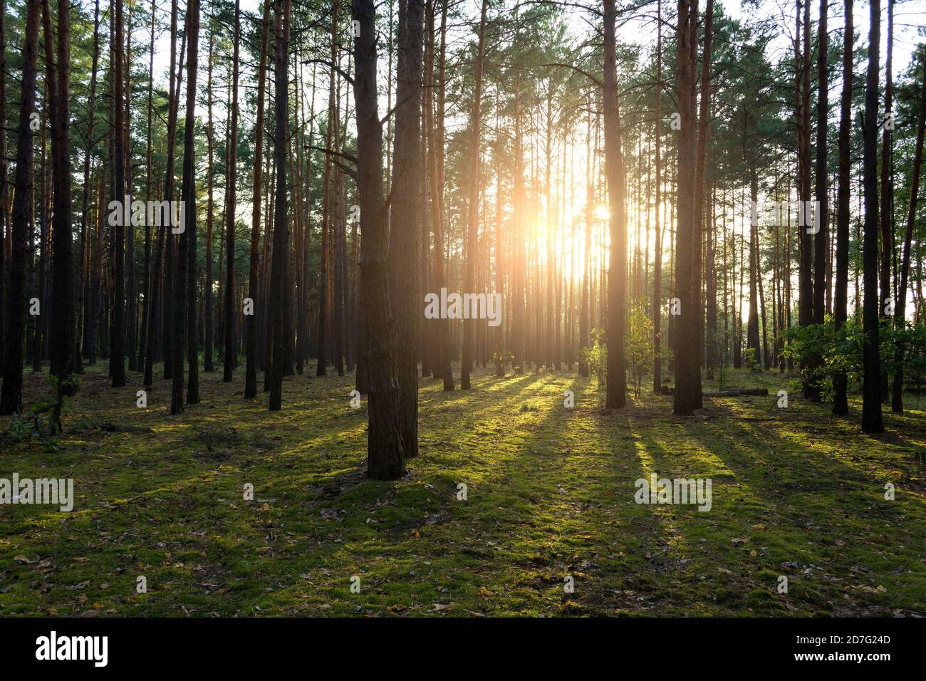 Beautiful sunset in the forest. The sun breaks through the tree trunks ...