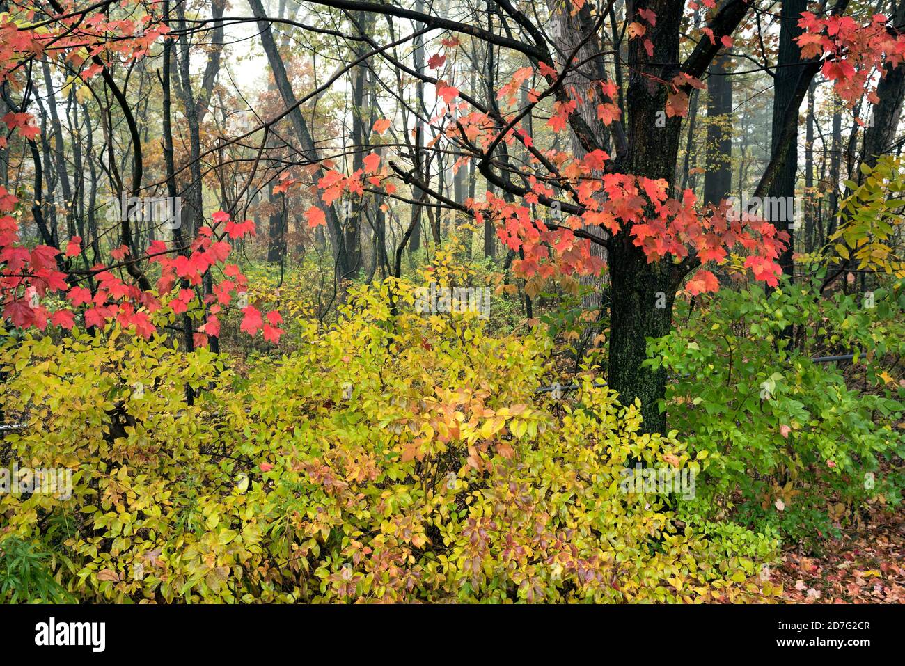 Vivid red maple leaves set against shades of green and yellow in a ...