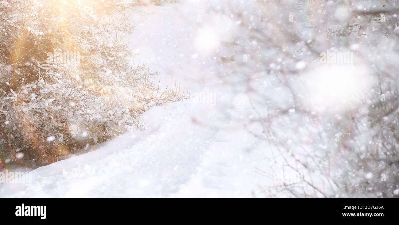 Winter Park. Landscape in snowy weather. January day Stock Photo - Alamy