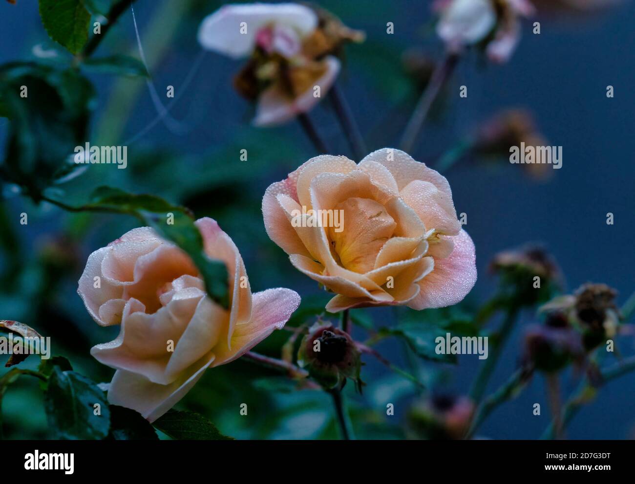 Rose morning mist hi-res stock photography and images - Alamy