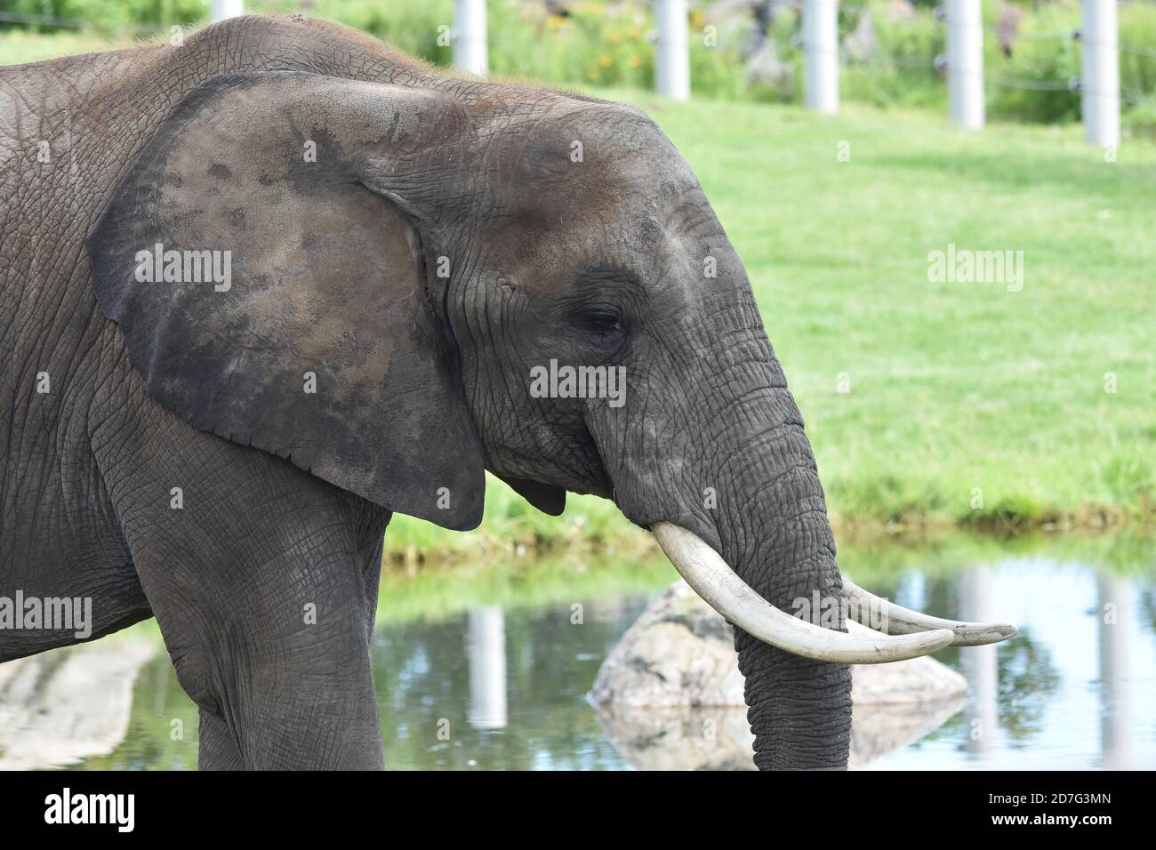 African elephant in Zoo Granby, Granby, Canada Stock Photo - Alamy