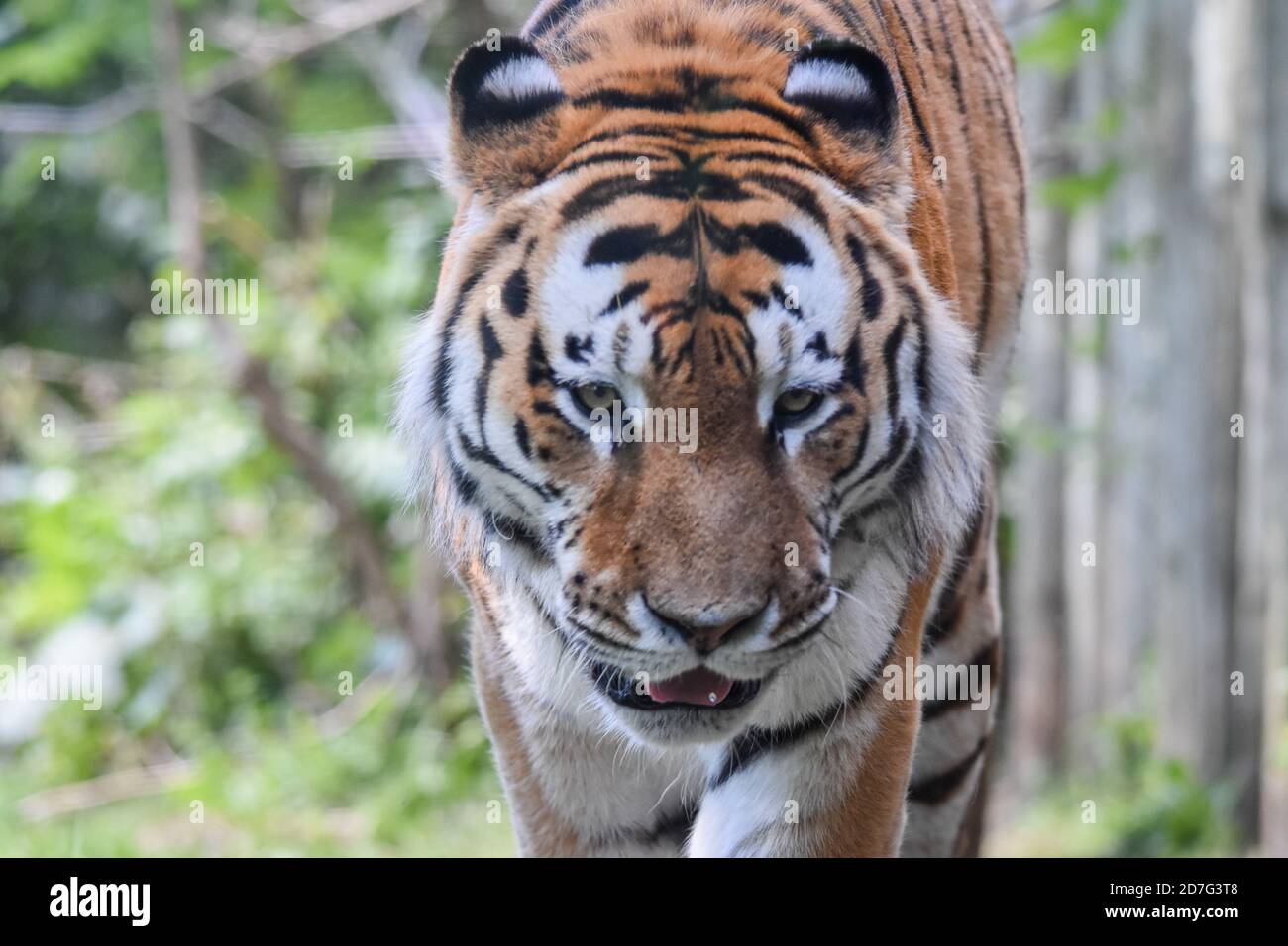 A siberian tiger (Amur tiger) in zoo Granby, Granby, Canada Stock Photo ...