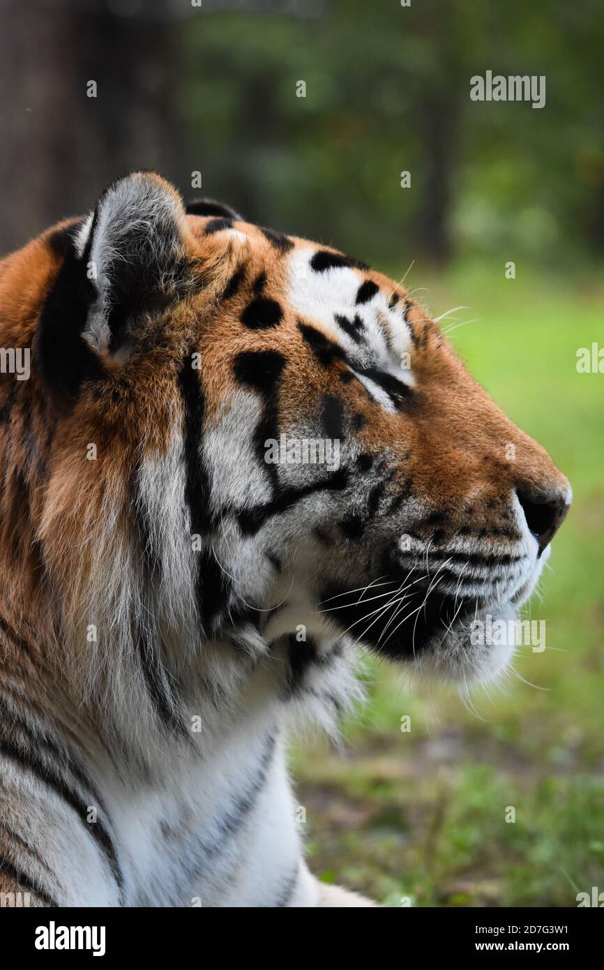 A siberian tiger (Amur tiger) in zoo Granby, Granby, Canada Stock Photo ...