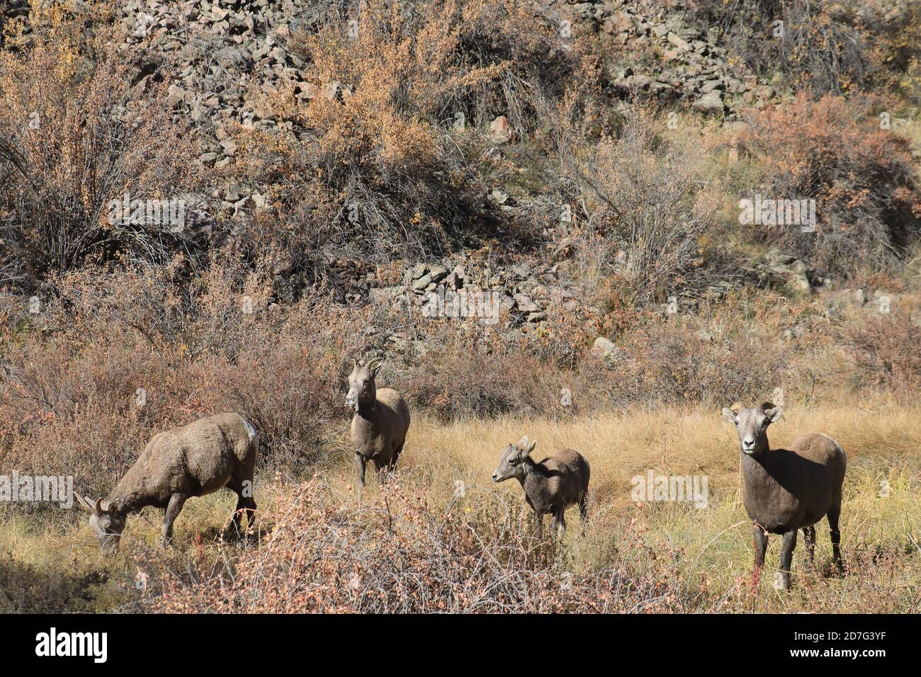 Sheep pixels hi-res stock photography and images - Alamy