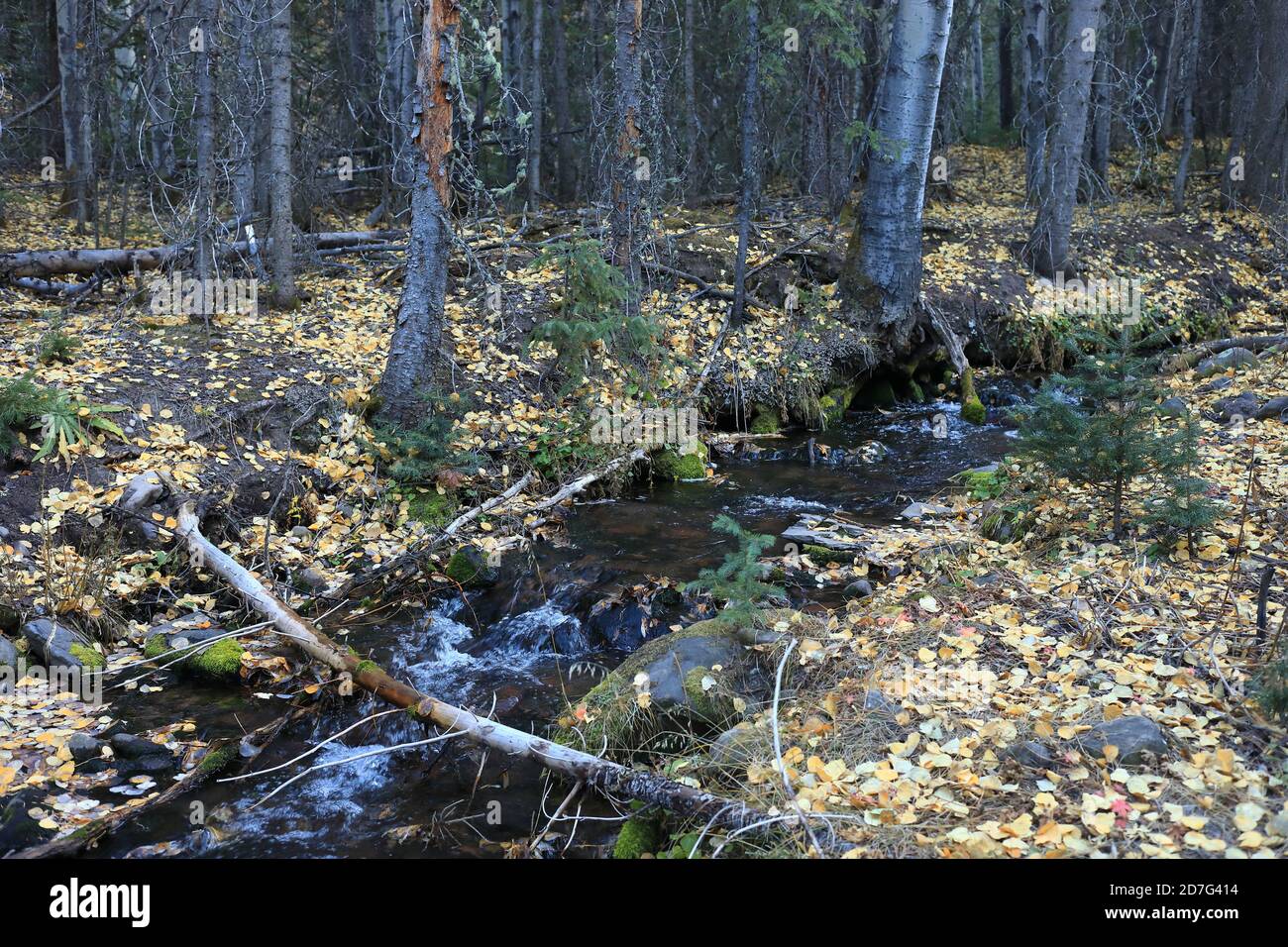 Forests of Colorado Stock Photo - Alamy