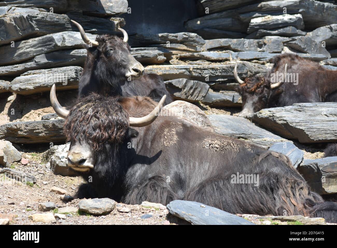 Some yaks in Zoo Granby, Granby, Canada Stock Photo - Alamy